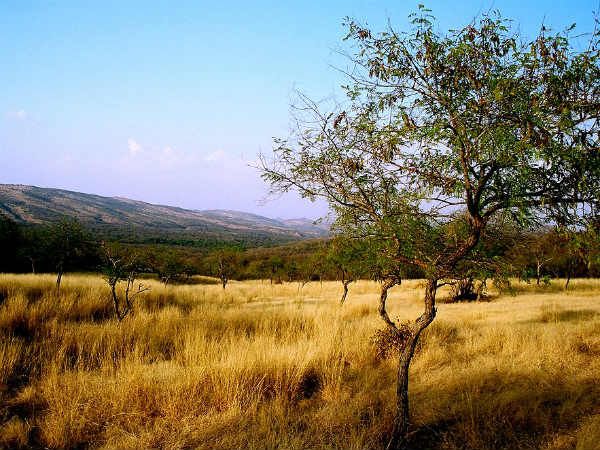 Kishan Bagh, Jaipur: A must-visit park for a desert-like feel! - Jaipur ...